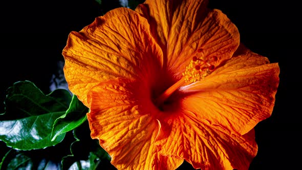 Neon Electric Hibiscus Open its Flower in Time Lapse, Stock Footage