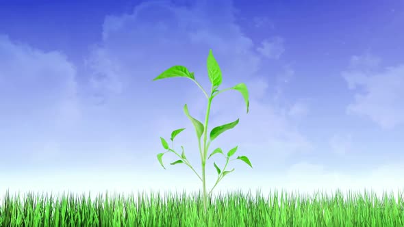 Growing Barley Plants, Motion Graphics | VideoHive