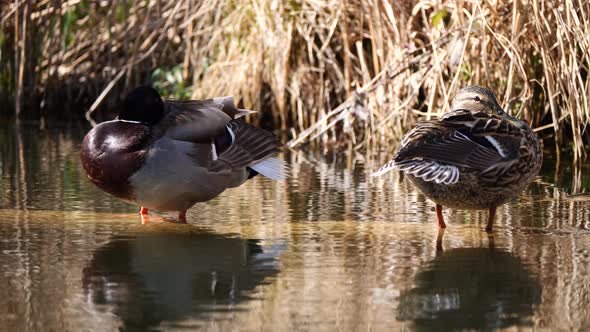 Close up: Couple of Ducks standing in flat pond and cooling during hot ...