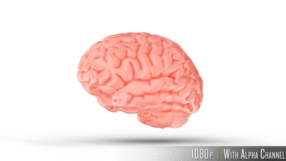 Human Brain with Alpha Channel, Motion Graphics | VideoHive