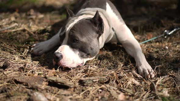 Closeup Portrait of American Staffordshire Terrier Lying in Autumn Fall ...