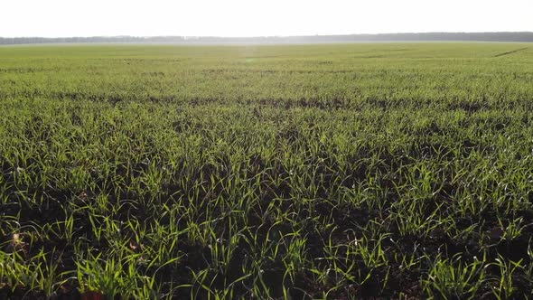 Drone smooth flight low above fresh green Field Crops, Stock Footage