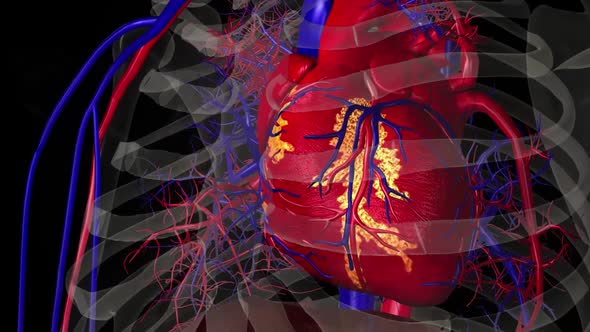 Human Circulatory System Heart Beat Anatomy Animation Concept., Motion ...