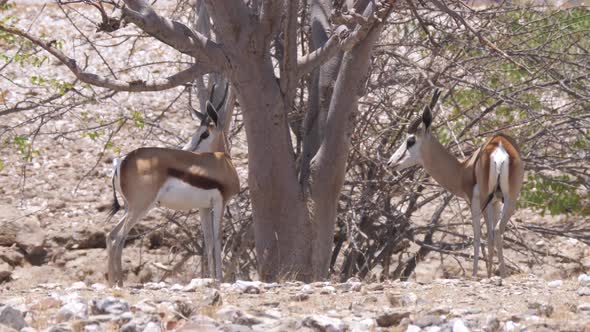 Two springbok under a tree at the Hoanib Riverbed in Namibia, Stock Footage