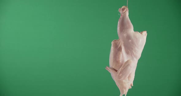Hanging on a Rope Raw Whole Chicken and Rotating, Stock Footage | VideoHive