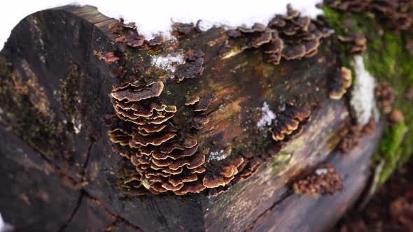 Polypores Grow on a Sawn Tree Trunk Covered with Moss and Snow, Stock ...
