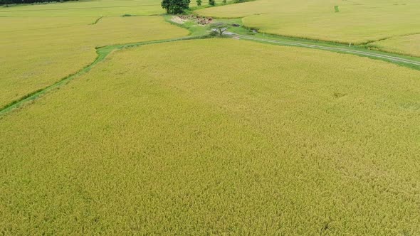 Aerial Rice Farm, Stock Footage | VideoHive