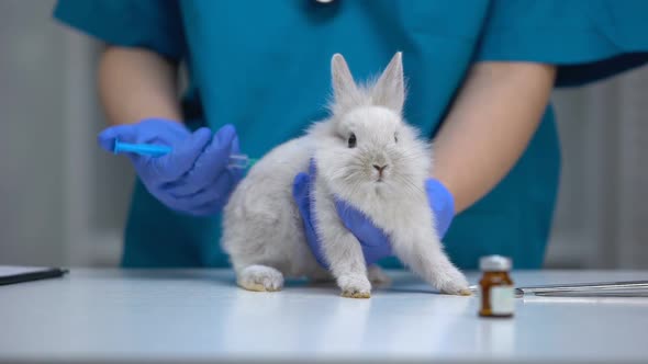 Nurse Giving Injection to Helpless Rabbit, Vaccine Research, Animal ...