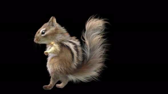 Chipmunk Dancing 4K, Motion Graphics | VideoHive
