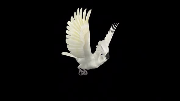 White Doves - Flock of 5 - Flying Transition by VideoMagusFX | VideoHive