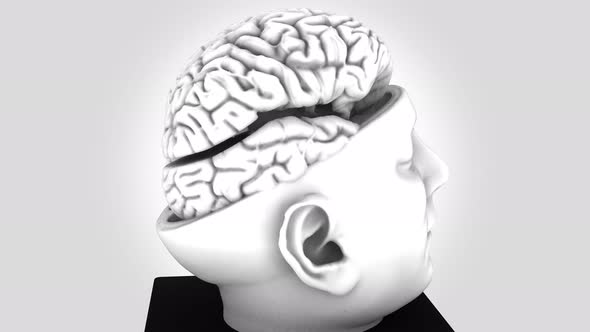 Size Intracranial Brain Structure Brain Stem Rotation Zoom Out, Motion ...