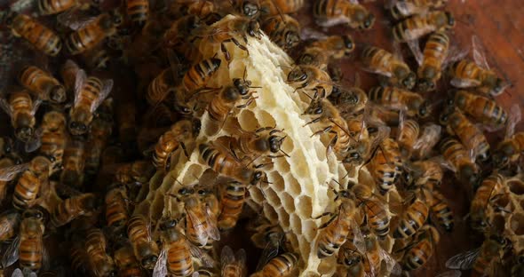 |European Honey Bee, apis mellifera, Bees on a wild Ray, Bees working ...