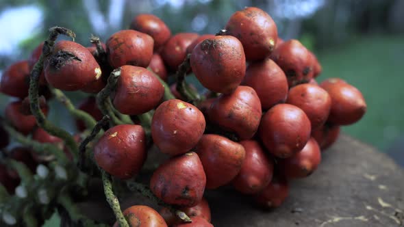 Close up tilt down shot of chonta fruit from peach palm in Ecuador in ...