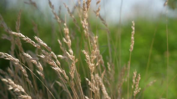 Wheat bush moves slowly in the wind outside., Stock Footage | VideoHive
