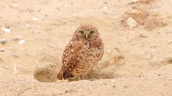 Burrowing Owl in the Desert, Stock Footage | VideoHive