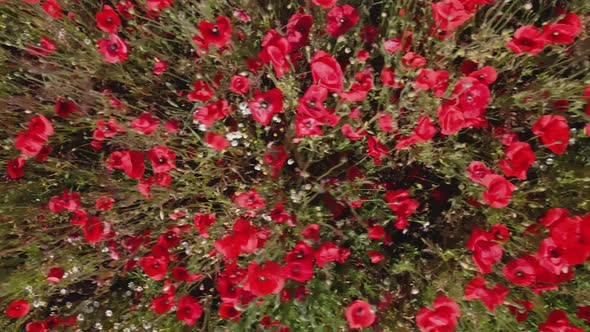 Aerial View of Blooming Poppy Flowers, Stock Footage | VideoHive