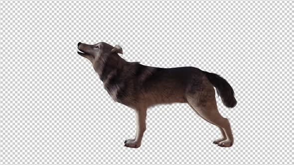 4K Realistic 3D Wolf Howling, Motion Graphics | VideoHive