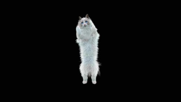 Cat Cheering HD, Motion Graphics | VideoHive