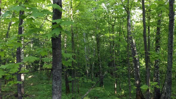 Green Fresh Forest, Stock Footage | VideoHive