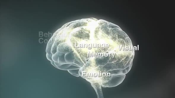 parts of the brain medical animation, Motion Graphics | VideoHive