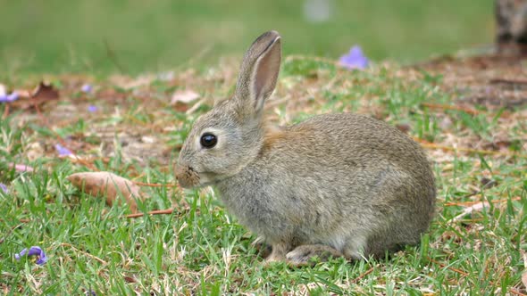 Rabbit, Stock Footage | VideoHive