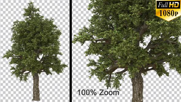 Tree - Alpha Channel - FullHD, Motion Graphics | VideoHive