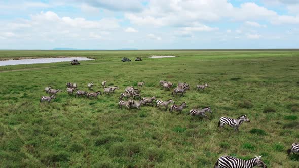 Aerial Shot of a Zebra Tanzania, Stock Footage | VideoHive