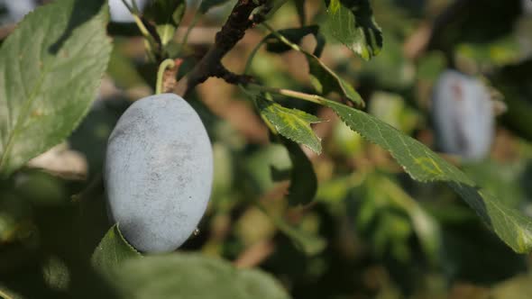 Prunum fruit slow motion 1080p FullHD footage - Orchard with plum tree ...