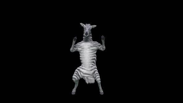 36 Zebra Dancing HD, Motion Graphics | VideoHive