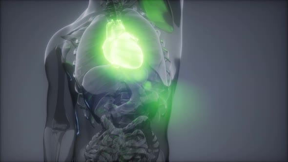 Human Heart Radiology Exam, Motion Graphics | VideoHive