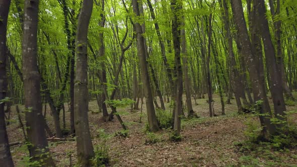 Walking Through Forest Path In Vast Pine green tree trunk , Pov ...