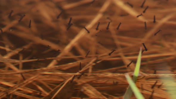 Culex Larvae Mosquito Larva Insects in Lake Water, Stock Footage ...