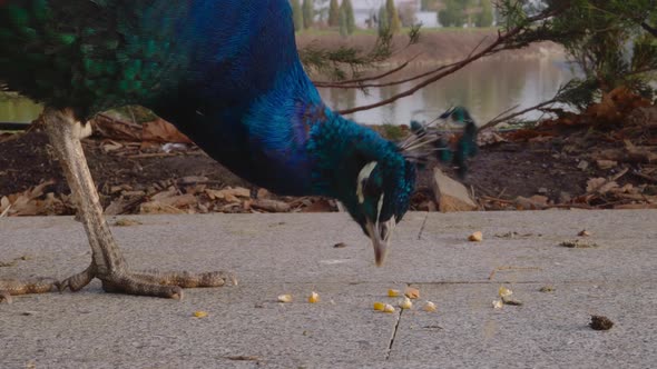 Closeup Peacock Pecking at Corn Kernels on a Granite Walkway in the ...
