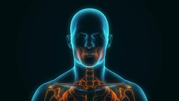 Rotating Male Body Scan With Musculoskeletal System, Motion Graphics