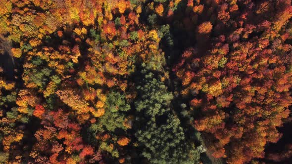 Beautiful autumn aerial looking down at the tops of green, red, yellow ...
