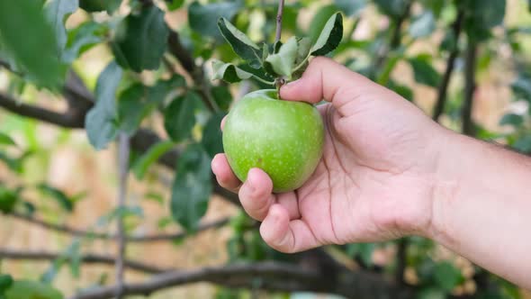 Plucking an Apple From Branch, Stock Footage | VideoHive