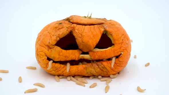 Halloween pumpkin with maggots. Fly larvae in pumpkin, Stock Footage