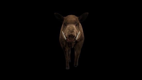 Wild Boar Walk Front View, Motion Graphics | VideoHive