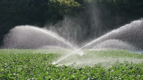 Irrigation Vegetable Plantation. Sprinkler Irrigates Vegetable Crops ...