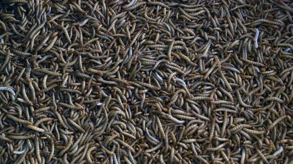 A Lot of Swarming Worms for Feeding Birds Fish and Other Mammals on ...