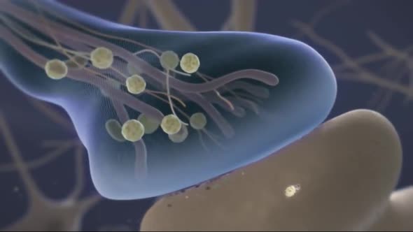 Brain cell synapse showing chemical messengers or neurotransmitters ...