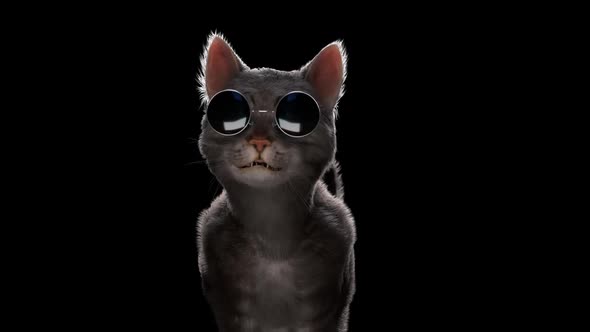 Cat Headbanging, Motion Graphics | VideoHive