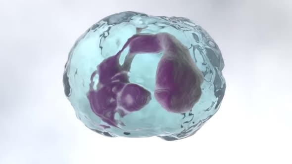 Medical animation of human immunity system, Motion Graphics | VideoHive