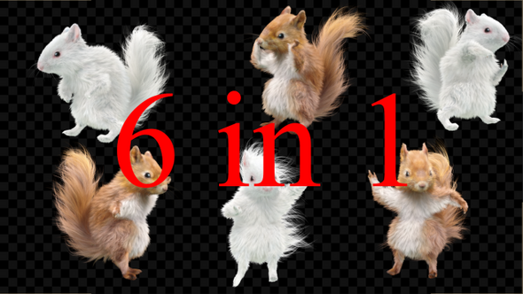 Squirrel Dancing 6 Pack, Motion Graphics | VideoHive