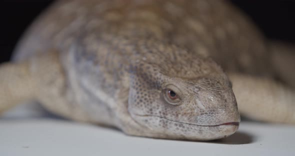 Close Up of a Cute Monitor Lizard Laying in the Studio Amazing Wildlife ...