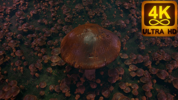 Magic mushrooms tripping in the nature forest. Psychedelic mushroom ...