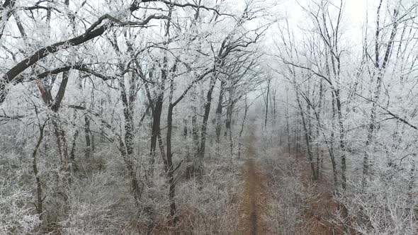 Forest Path from Above, Stock Footage | VideoHive