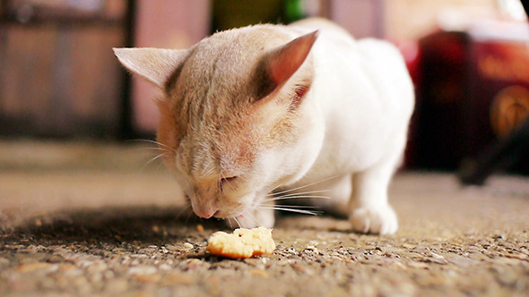 Cat Eating Cookie at Nan Riverside Art Gallery, Stock Footage | VideoHive