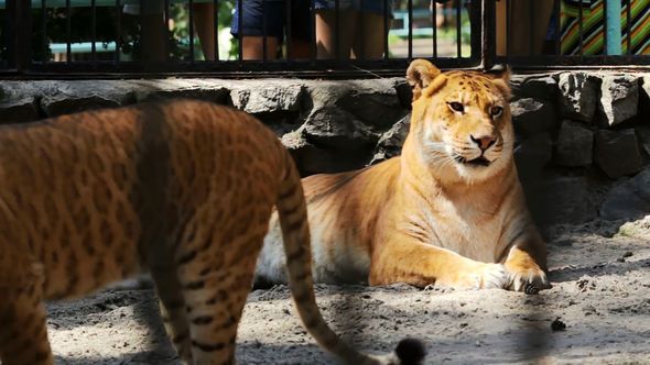 Liger Resting In Zoo. Liger Cub Walks Around , Stock Footage | VideoHive
