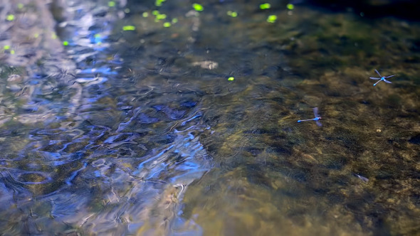 Dragonfly Over Water, Stock Footage | VideoHive